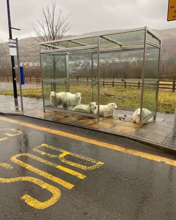 Smart Sheep | creativeartworksblog