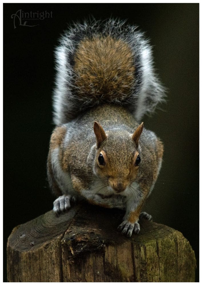 Sassy Squirrels | creativeartworksblog