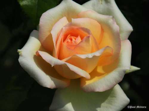 “Beautiful Rose” | creativeartworksblog