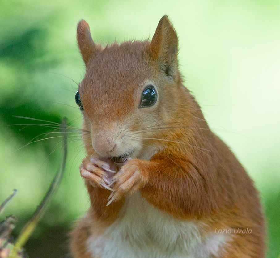 Squirrels Barking Zone | creativeartworksblog