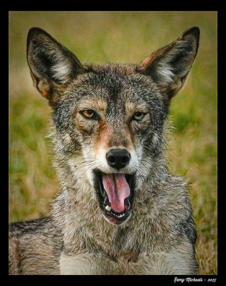 Awesome Animal Photos | creativeartworksblog