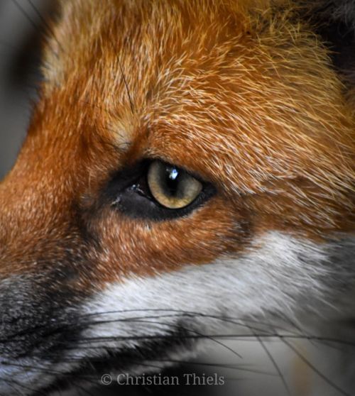 Fog, Fox, and Frost – Oh, My! | creativeartworksblog