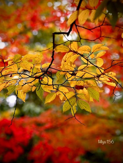 Fall is Almost Gone | creativeartworksblog