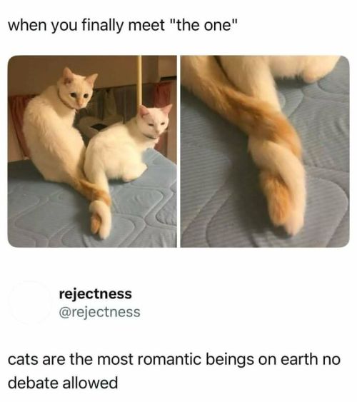 Cat Memes That Will Make You Smile 2 | creativeartworksblog